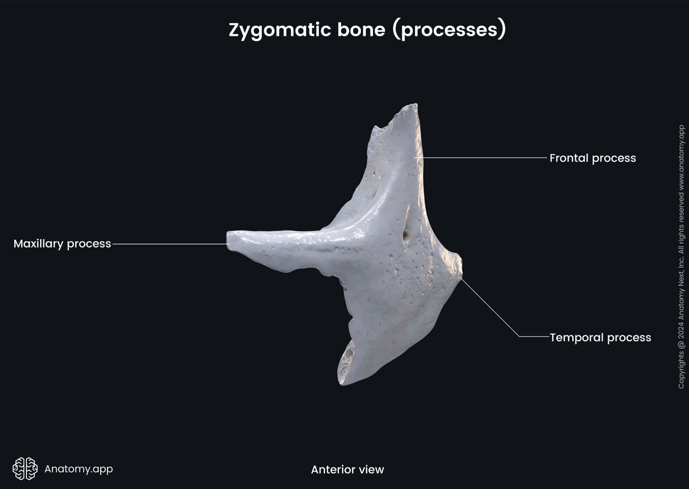 Zygomatic bone | Anatomy.app