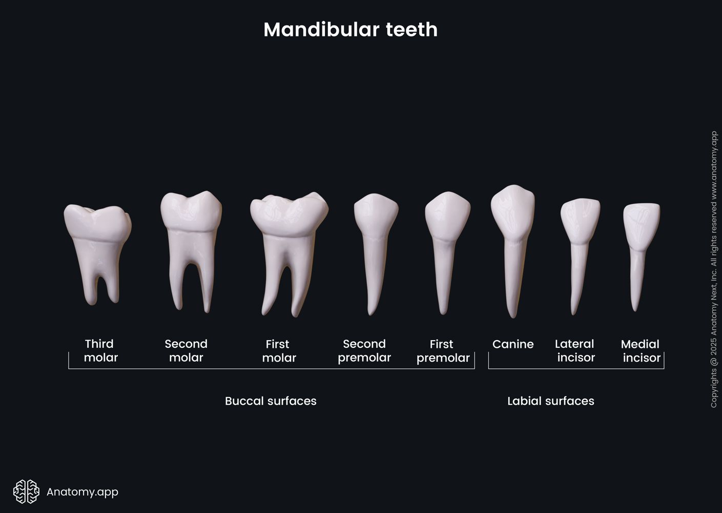 Types of teeth | Anatomy.app
