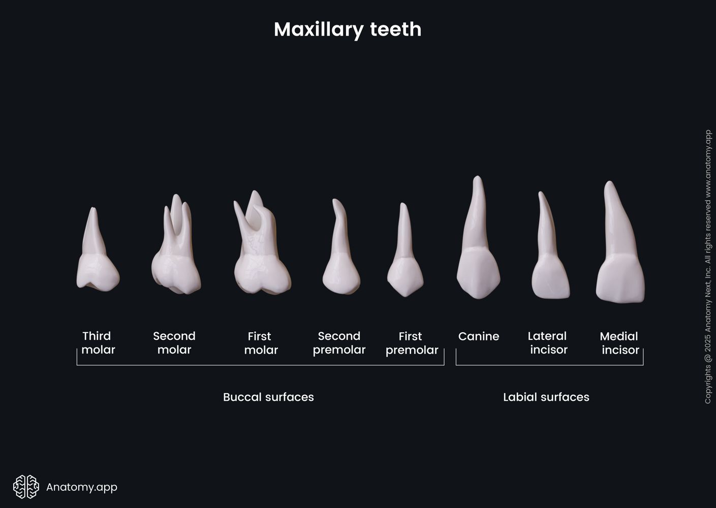 Types of teeth | Anatomy.app