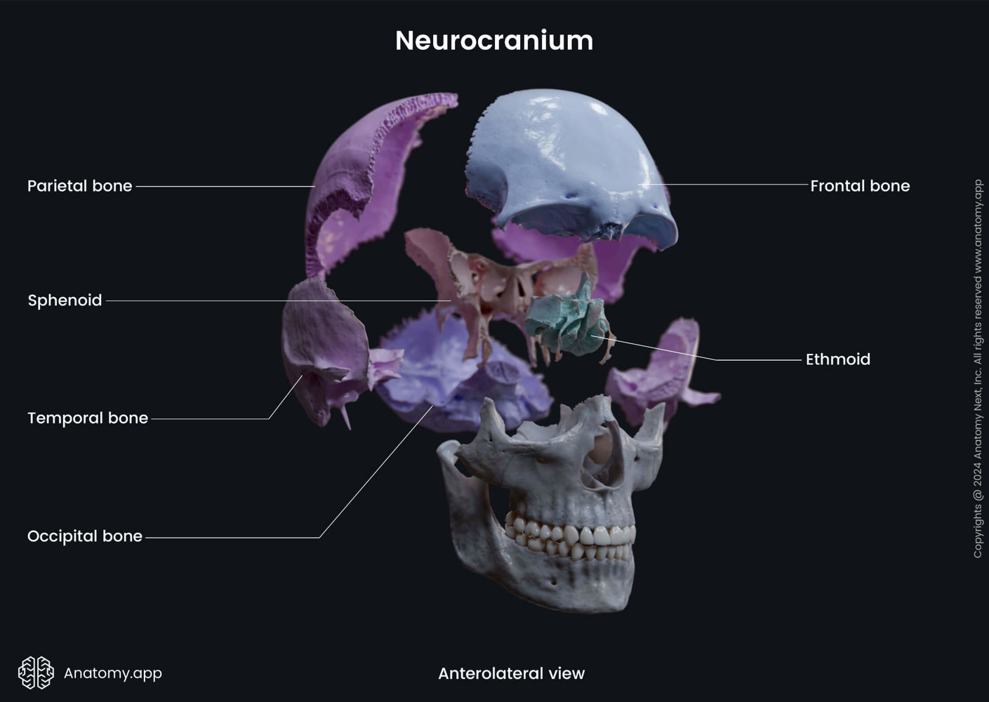 Neurocranium | Anatomy.app