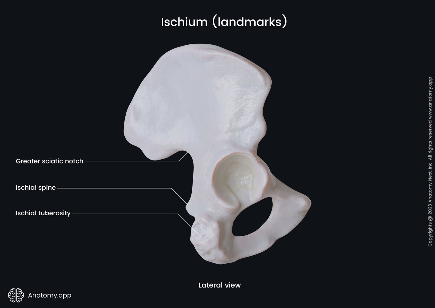 Ischium | Anatomy.app