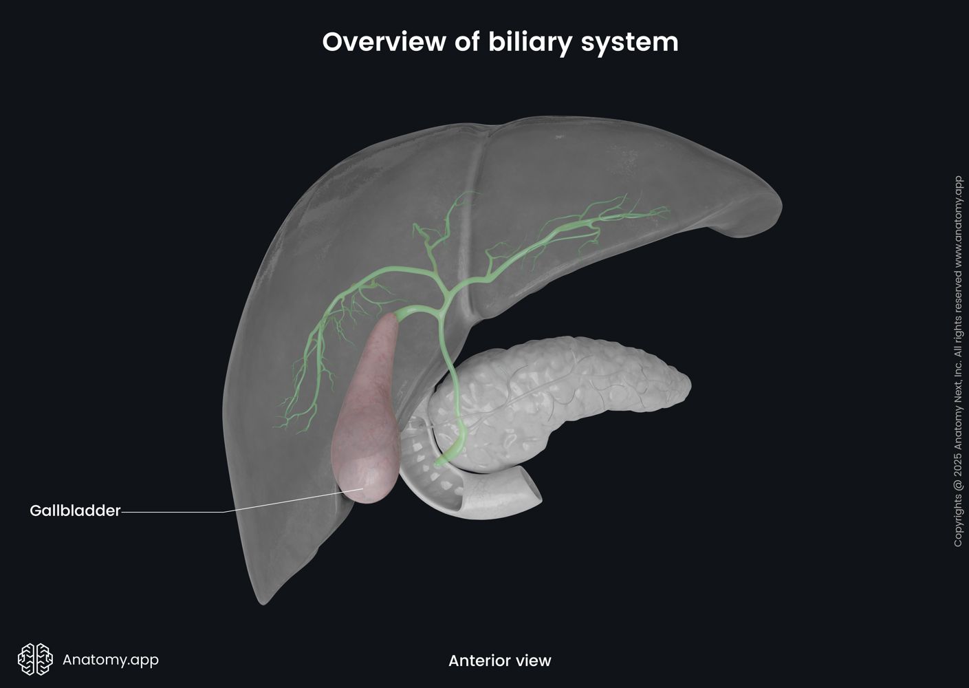 Gallbladder and biliary tree | Anatomy.app