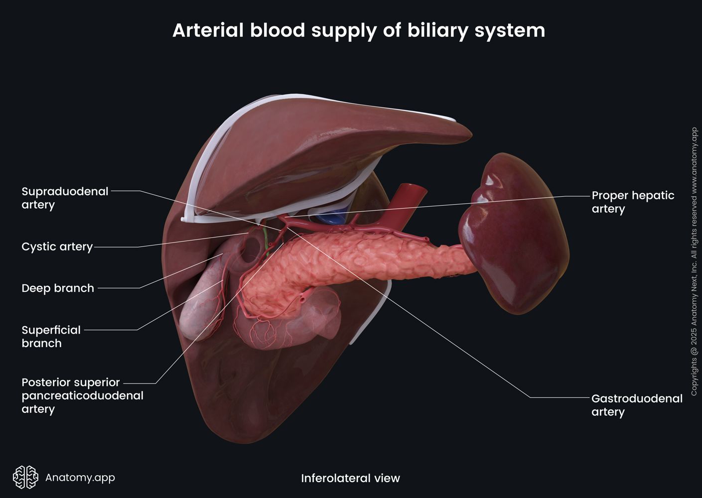 Gallbladder and biliary tree | Anatomy.app