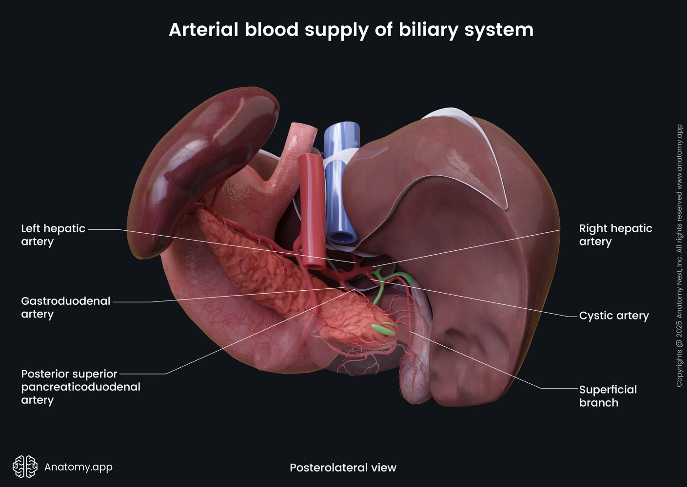 Gallbladder and biliary tree | Anatomy.app