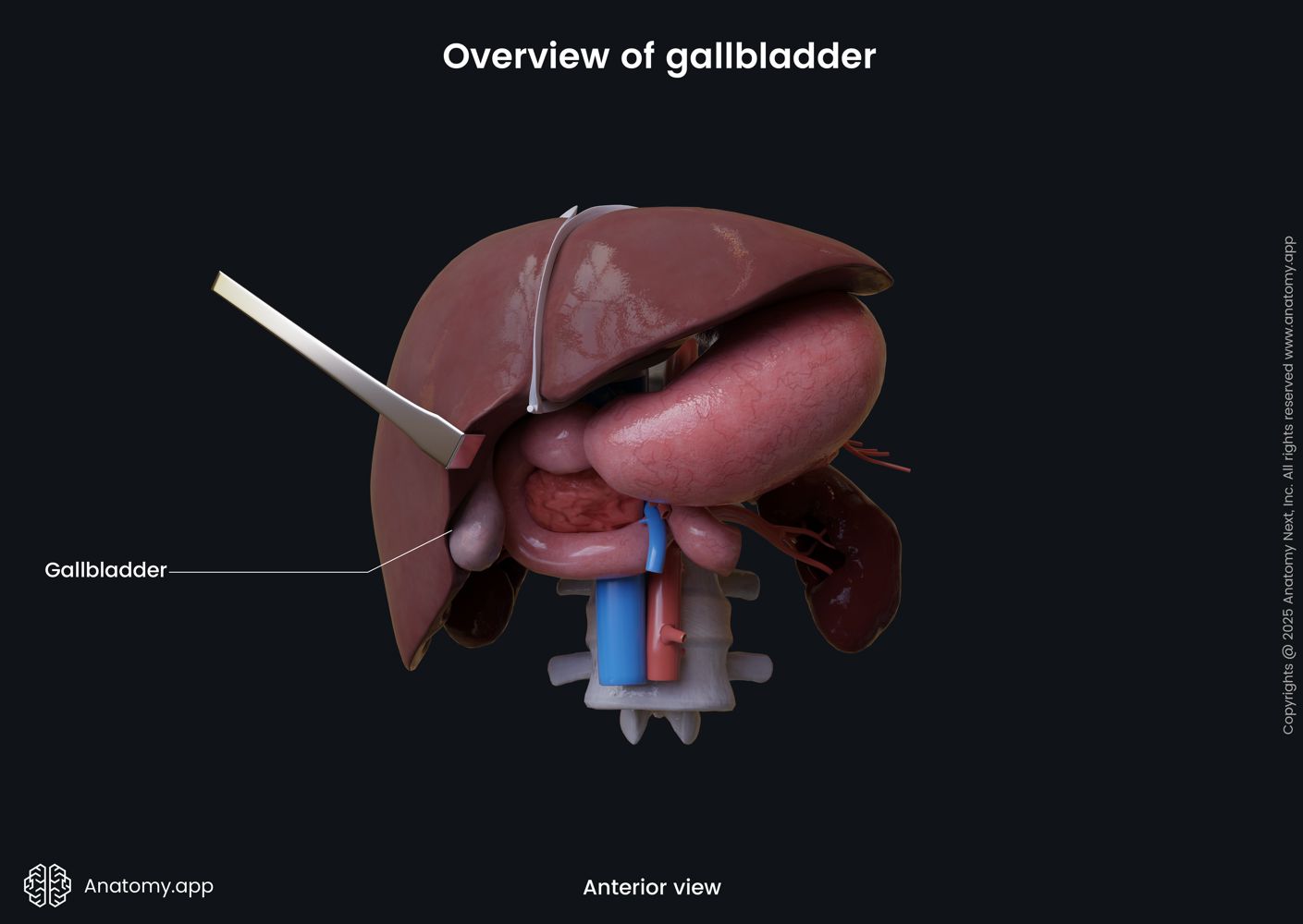 Gallbladder and biliary tree | Anatomy.app