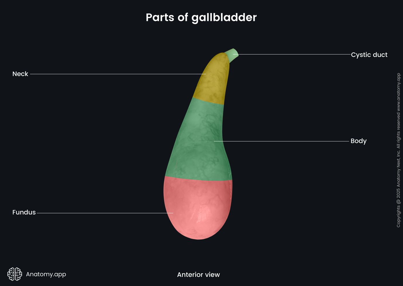 Gallbladder and biliary tree | Anatomy.app