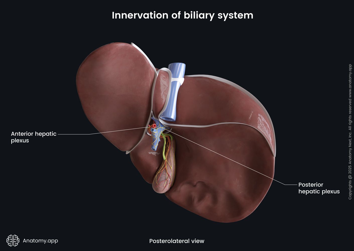 Gallbladder and biliary tree | Anatomy.app