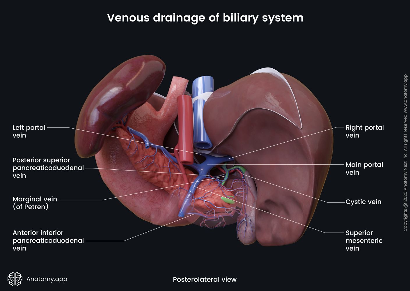 Gallbladder and biliary tree | Anatomy.app