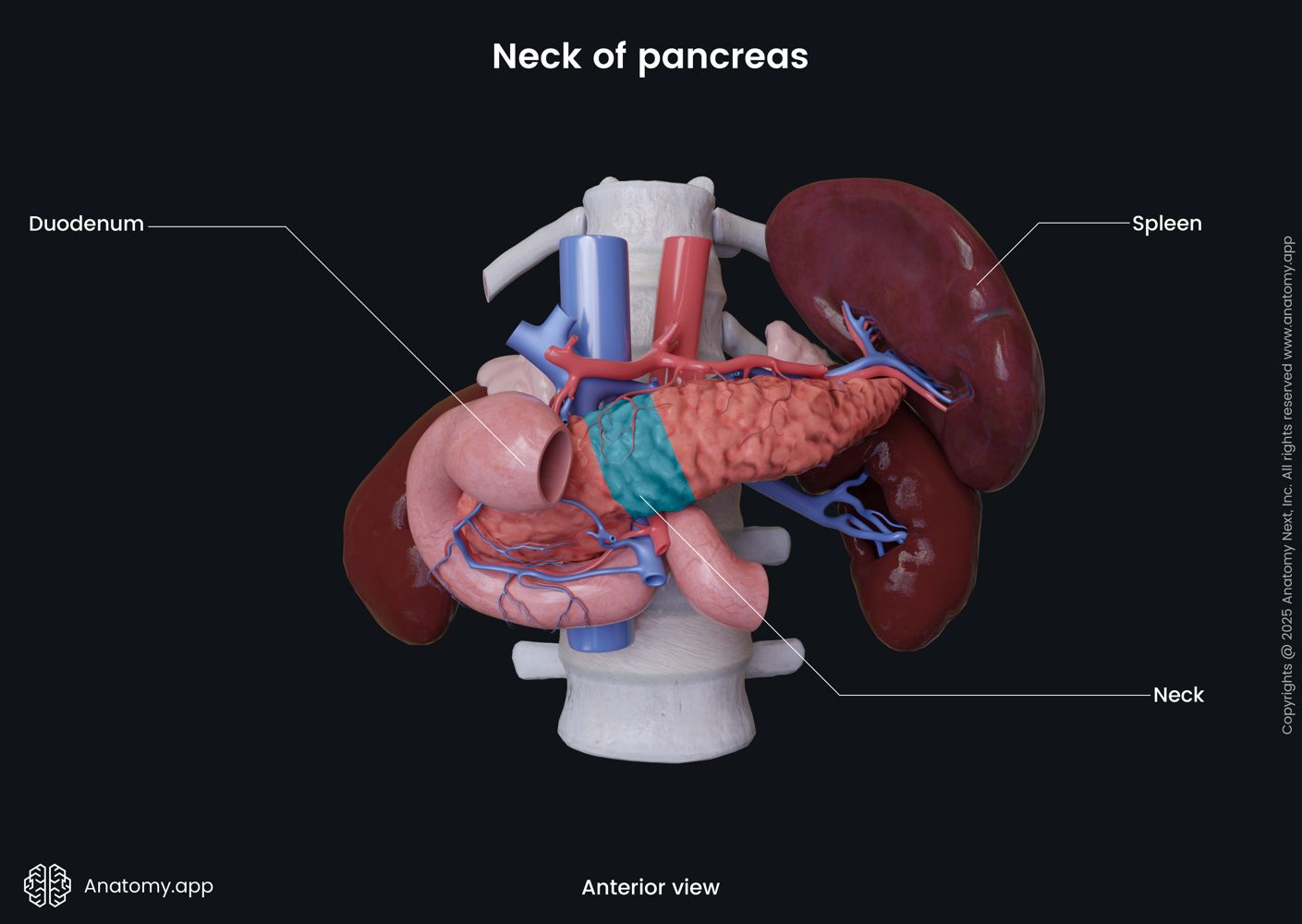Pancreas | Anatomy.app