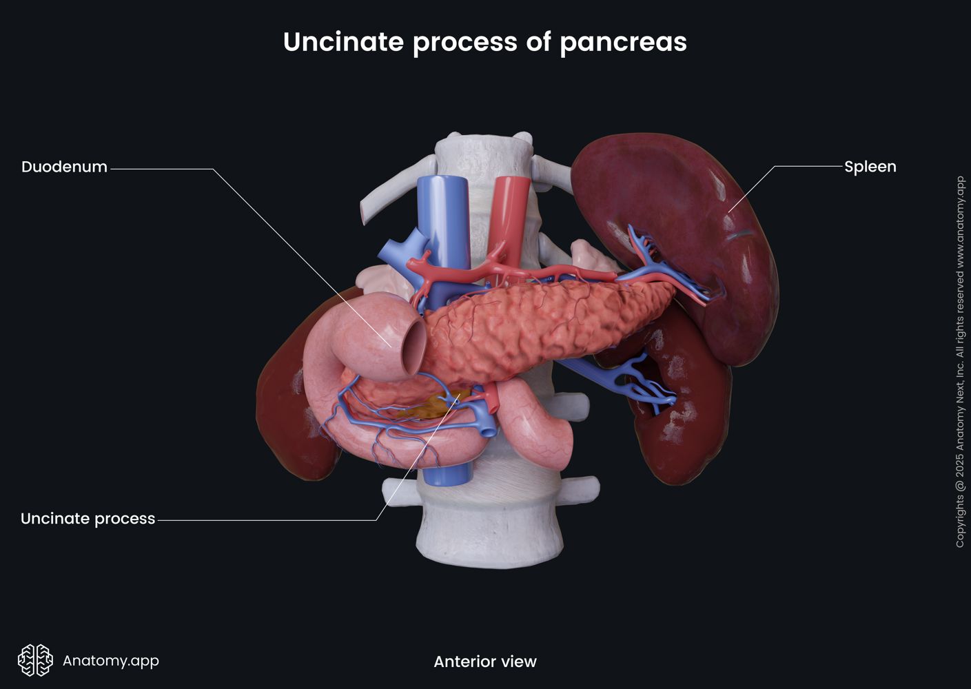 Anatomia Do Pancreas