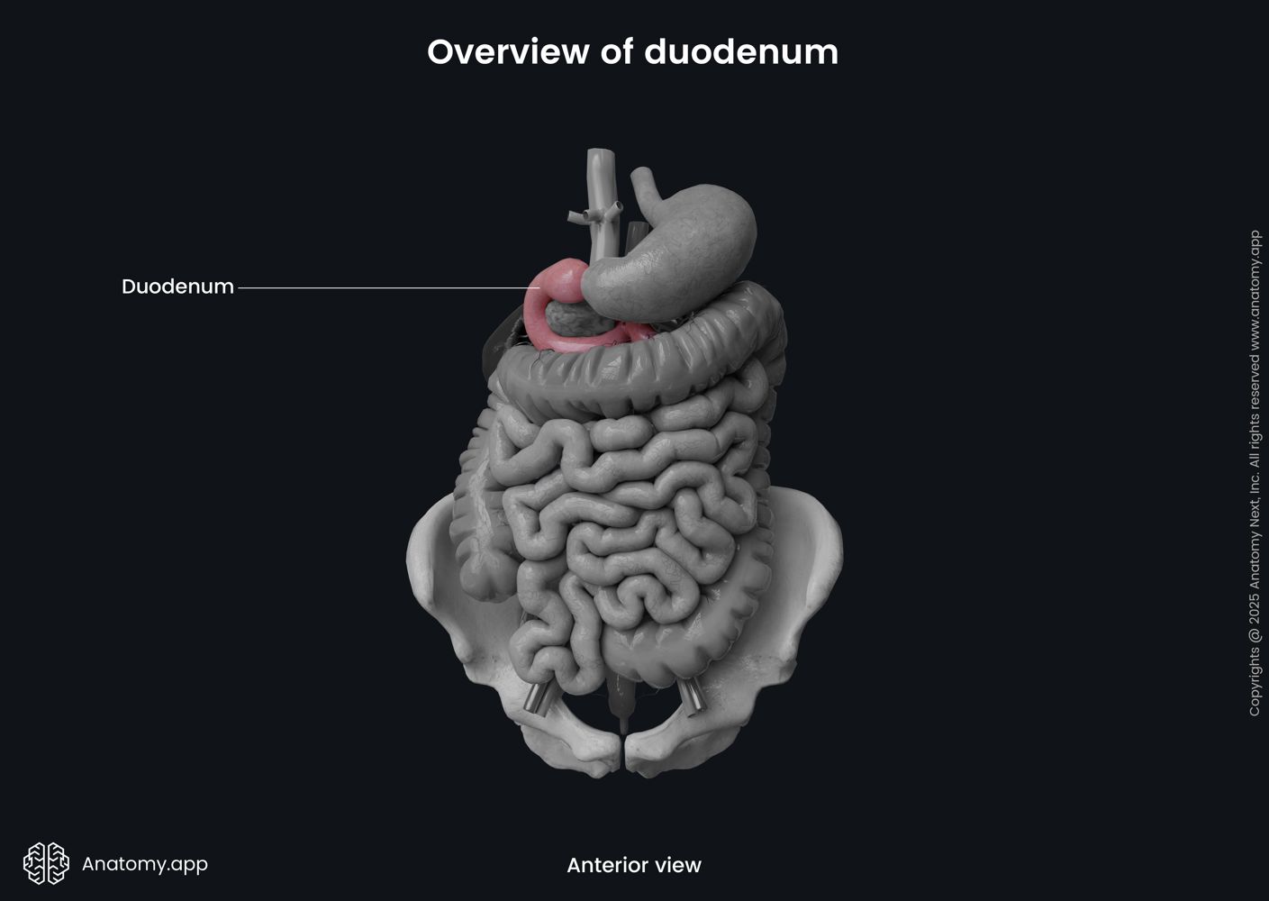 Duodenum | Anatomy.app