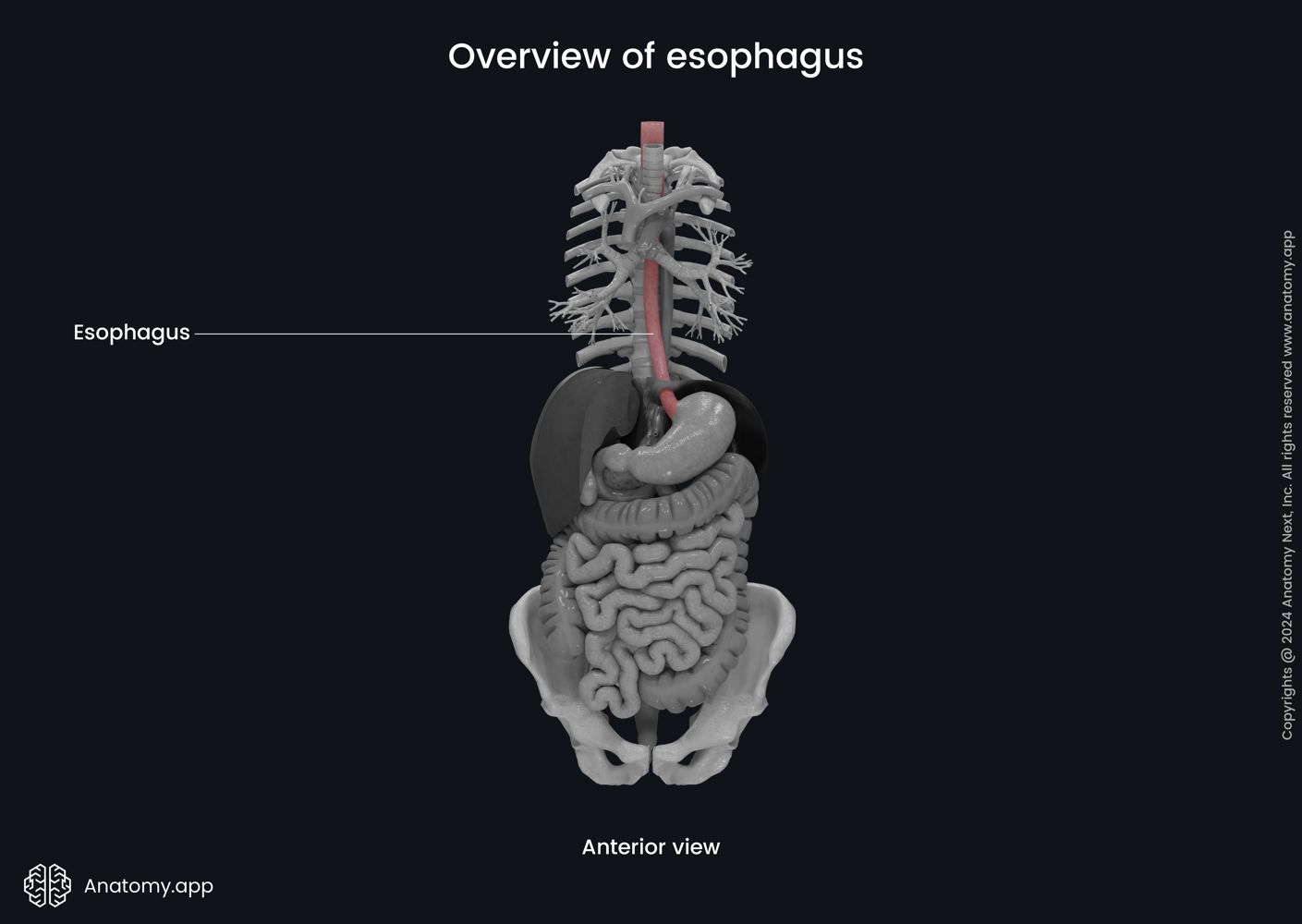 Esophagus | Anatomy.app
