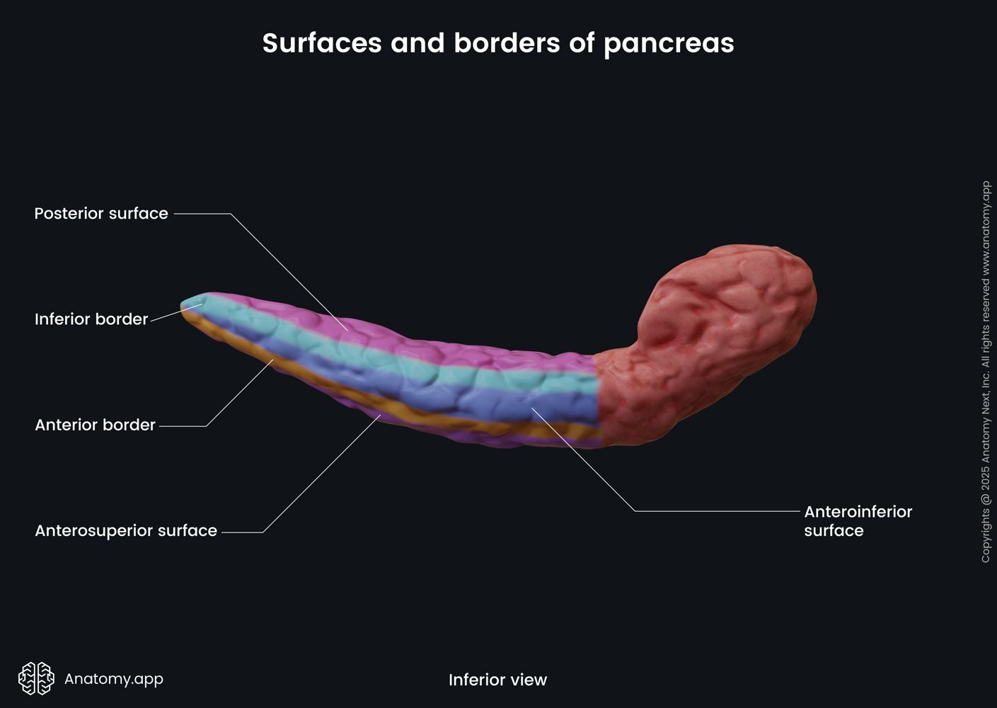 Pancreas | Anatomy.app