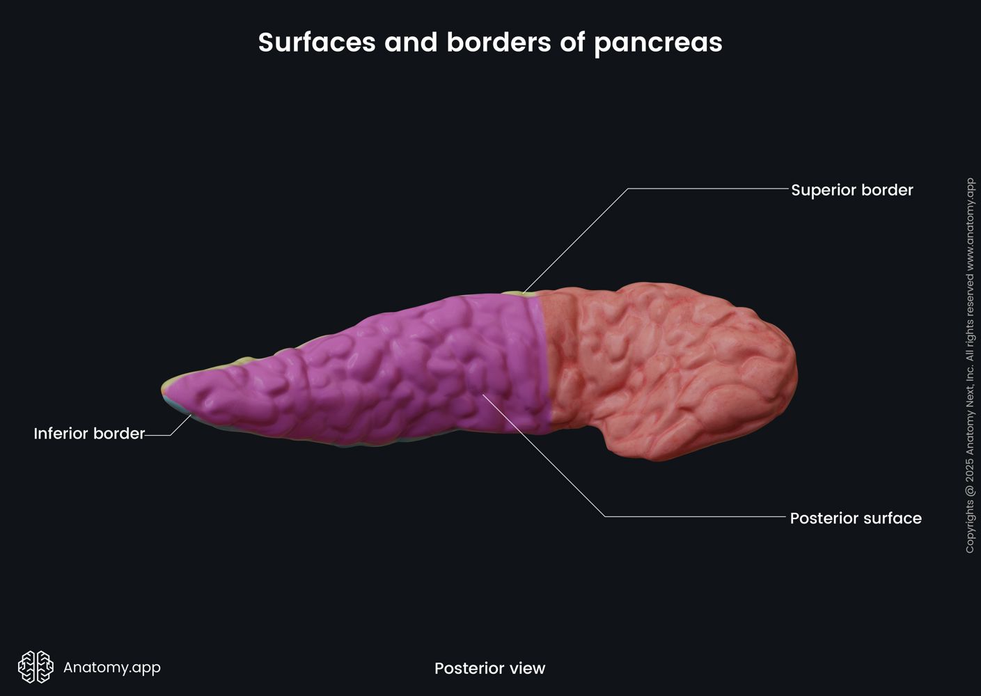 Pancreas | Anatomy.app