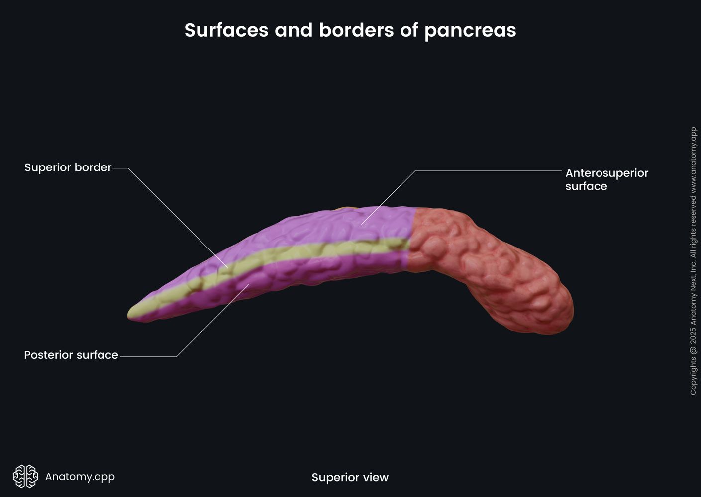 Pancreas | Anatomy.app