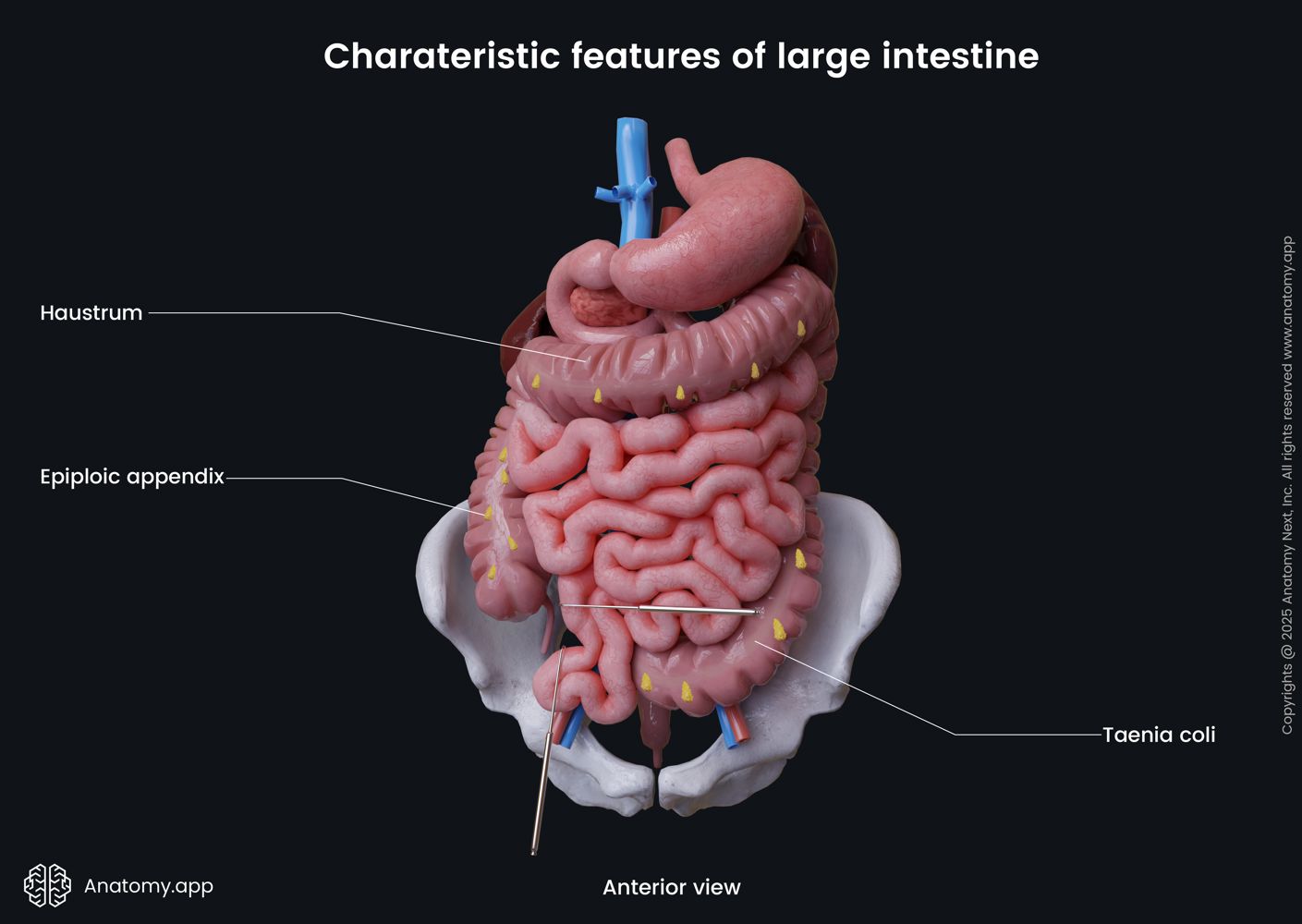 Digestive System Intestines
