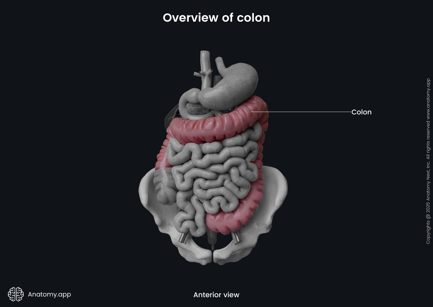 Colon | Anatomy.app