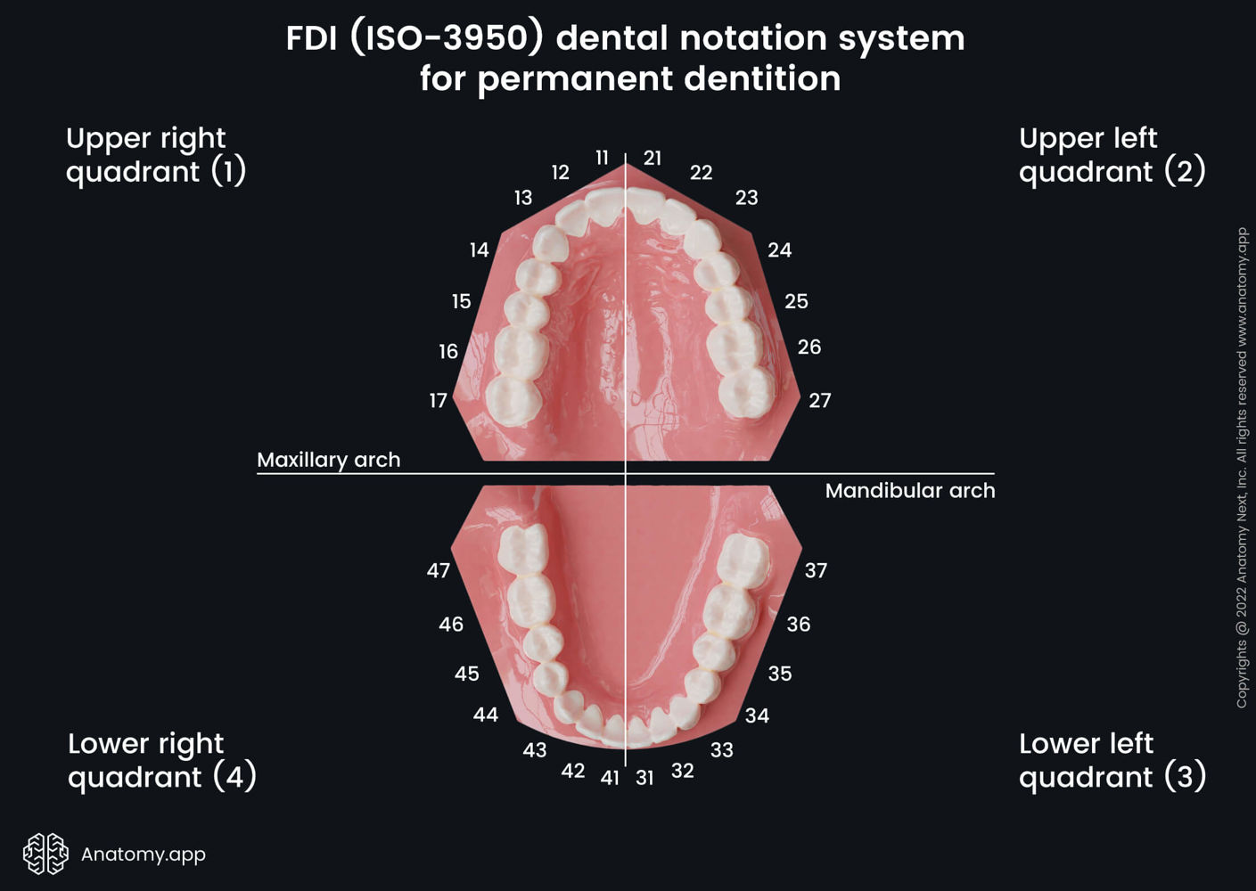 Dental notation systems | Anatomy.app