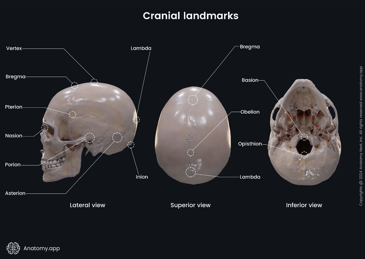 Sutures of skull | Anatomy.app