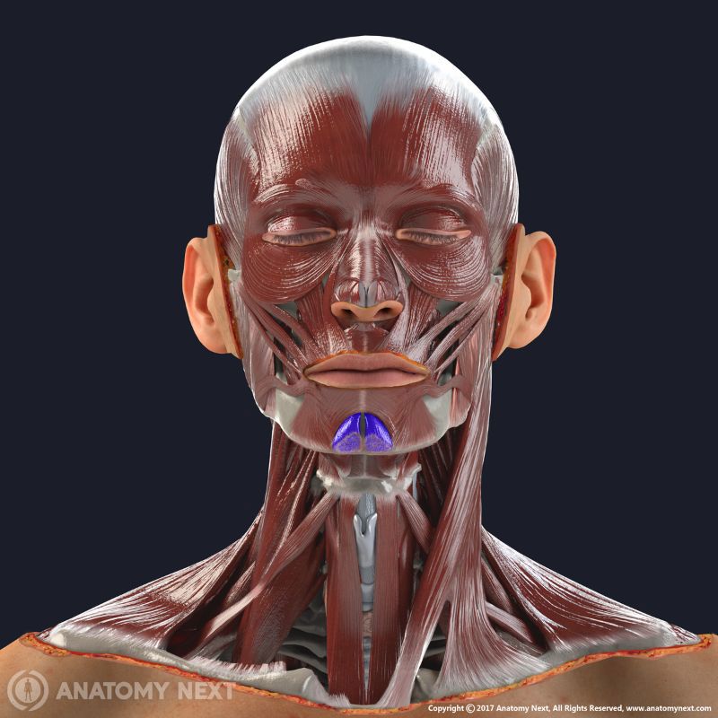 Mentalis | Anatomy.app