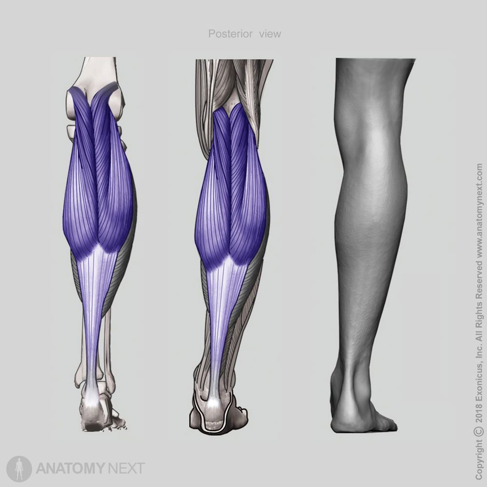 Gastrocnemius | Anatomy.app
