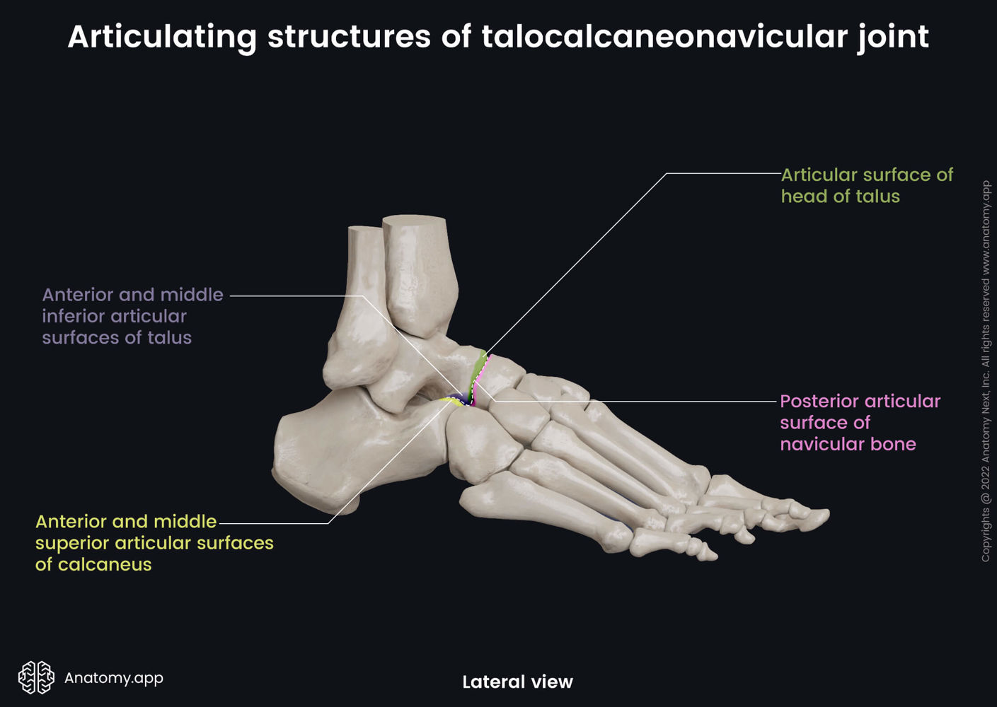 Talocalcaneonavicular joint | Anatomy.app