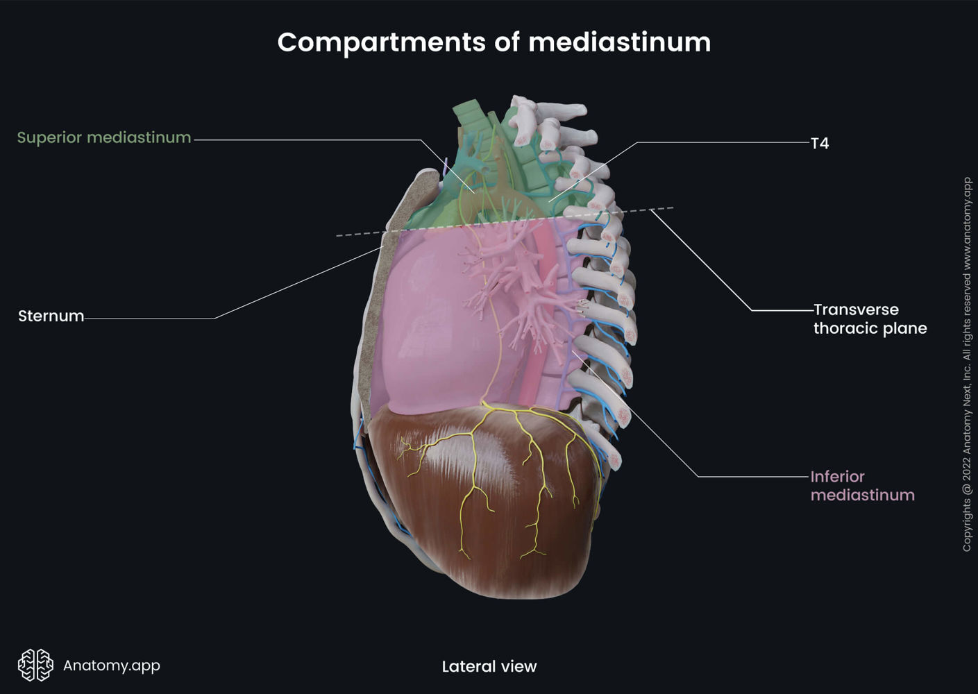 Anatomy of mediastinum (overview) | Anatomy.app