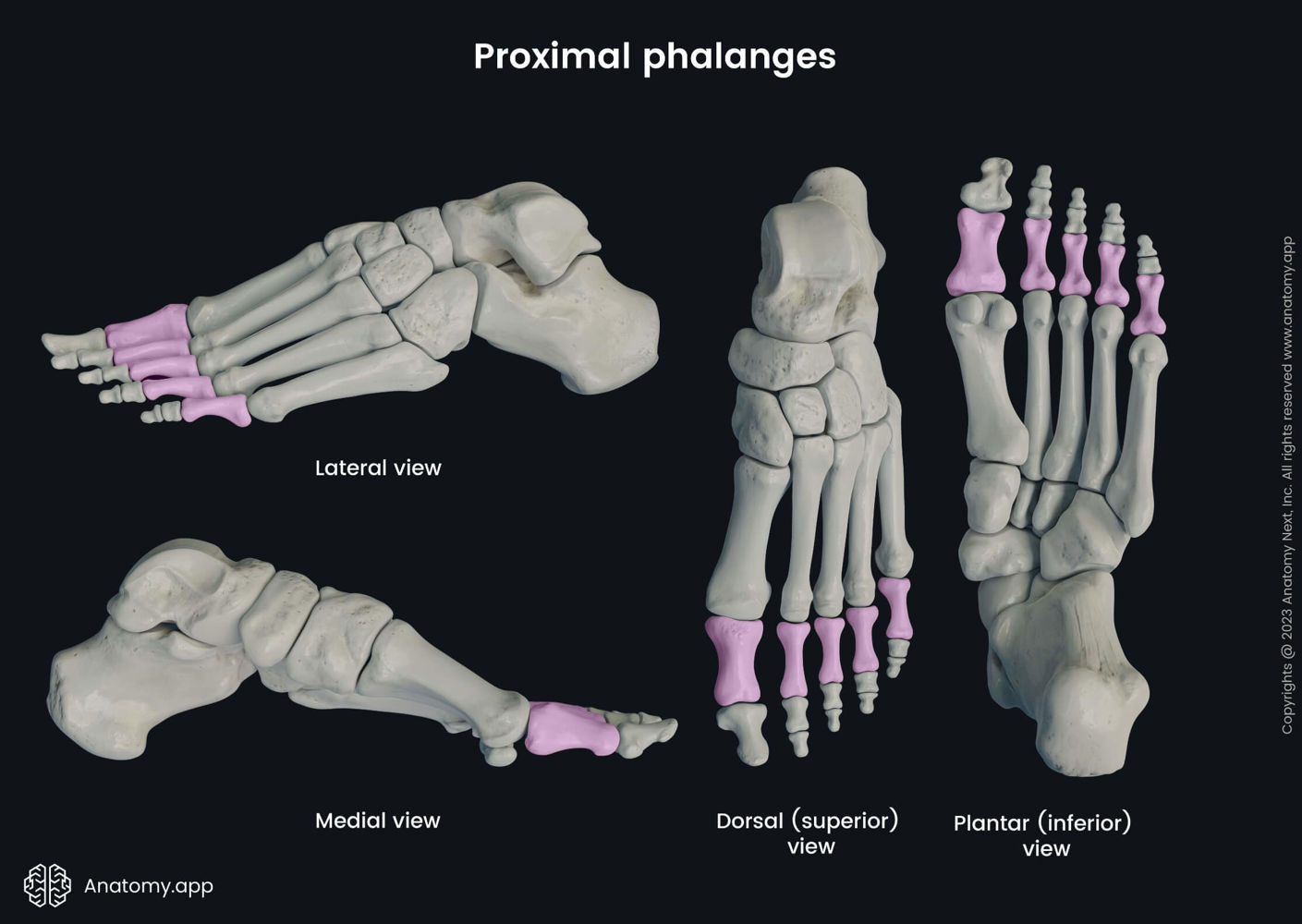 Phalanges of foot | Anatomy.app