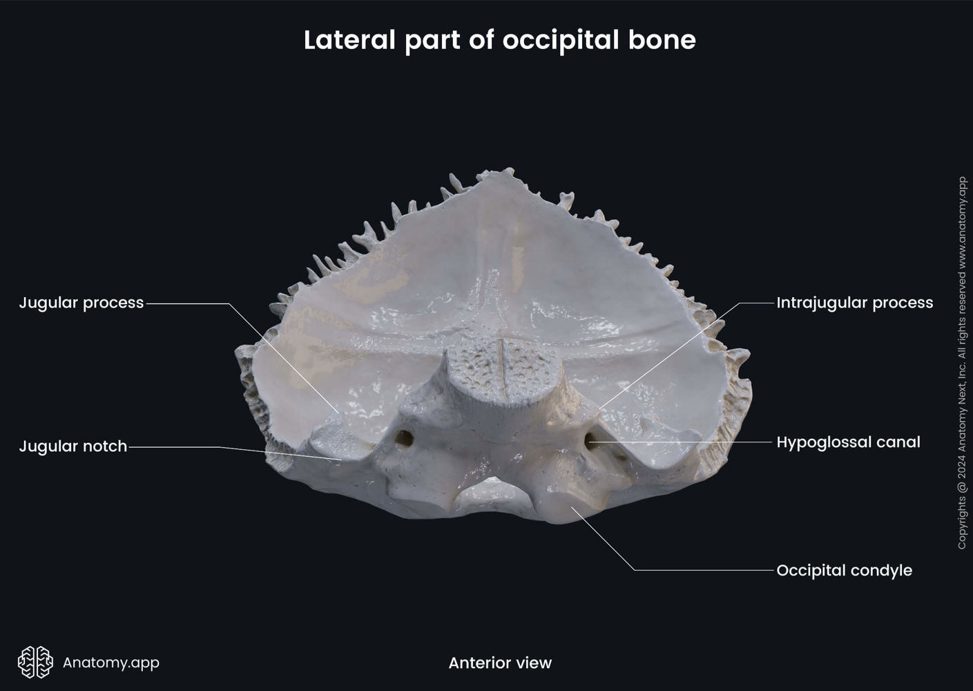 Jugular Notch Of Occipital Bone