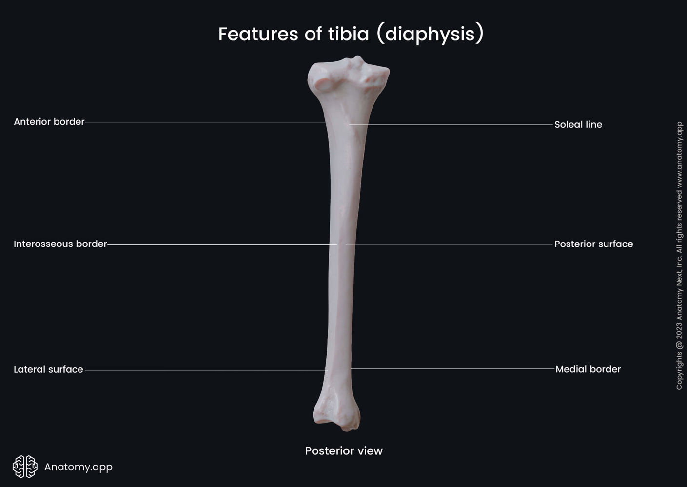 Tibia | Anatomy.app