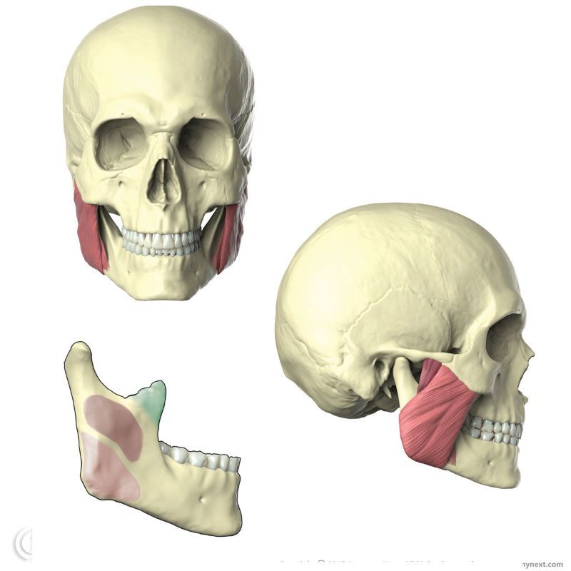 Masseter | Anatomy.app