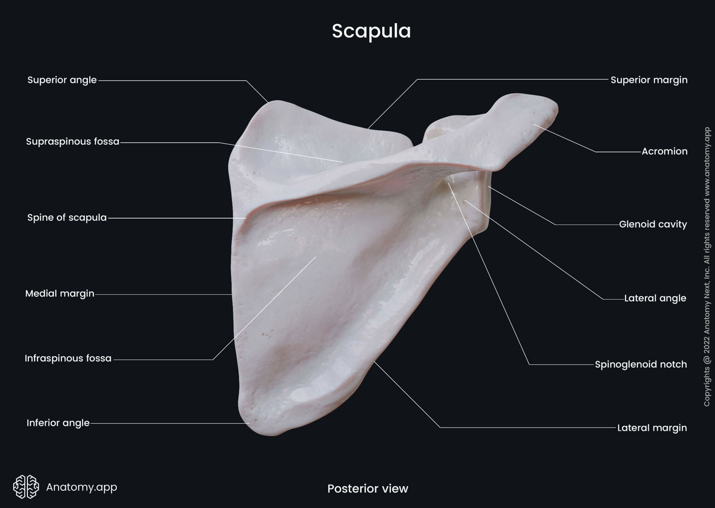 Scapula | Anatomy.app