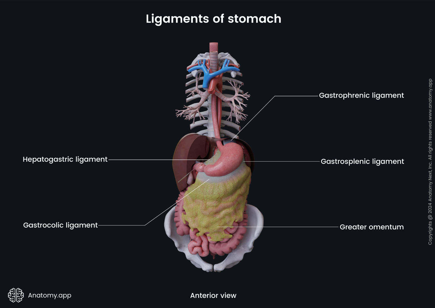 Human Stomach Diagram