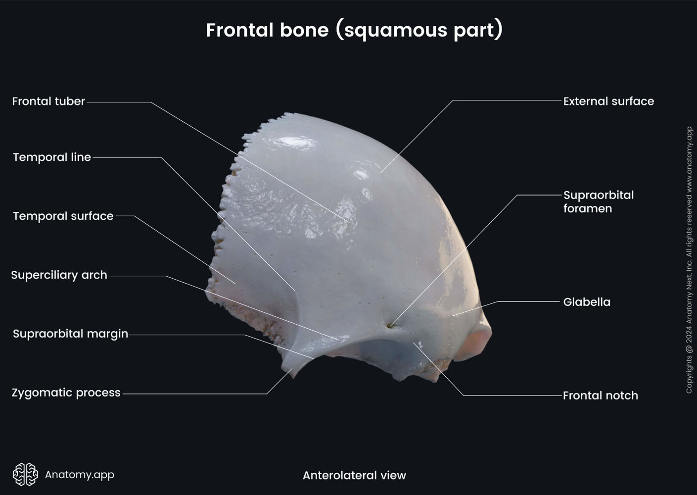 Frontal bone | Anatomy.app