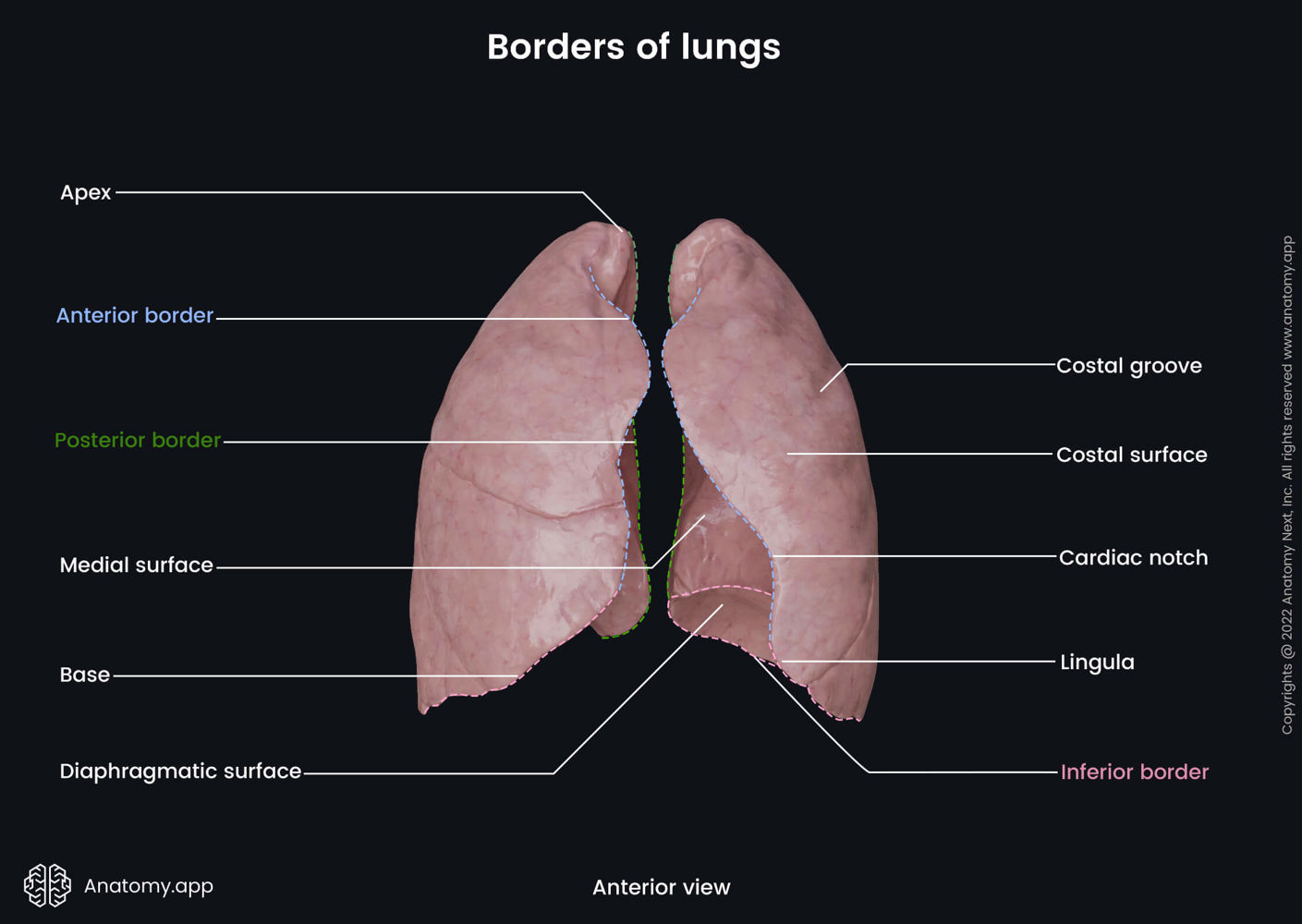 Lungs | Anatomy.app