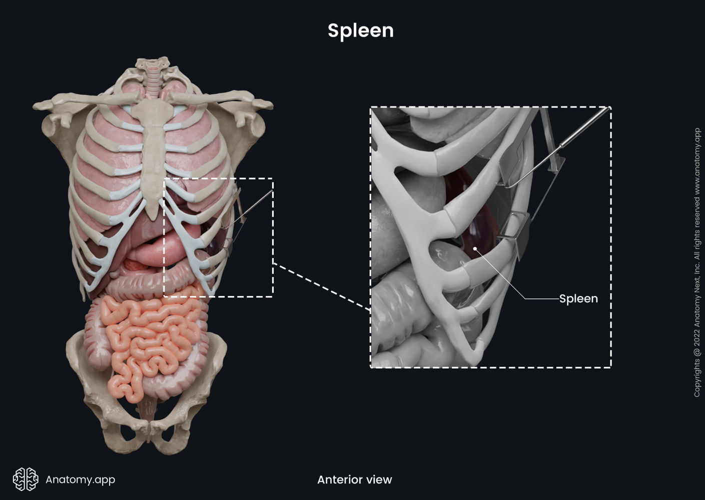 Spleen | Anatomy.app