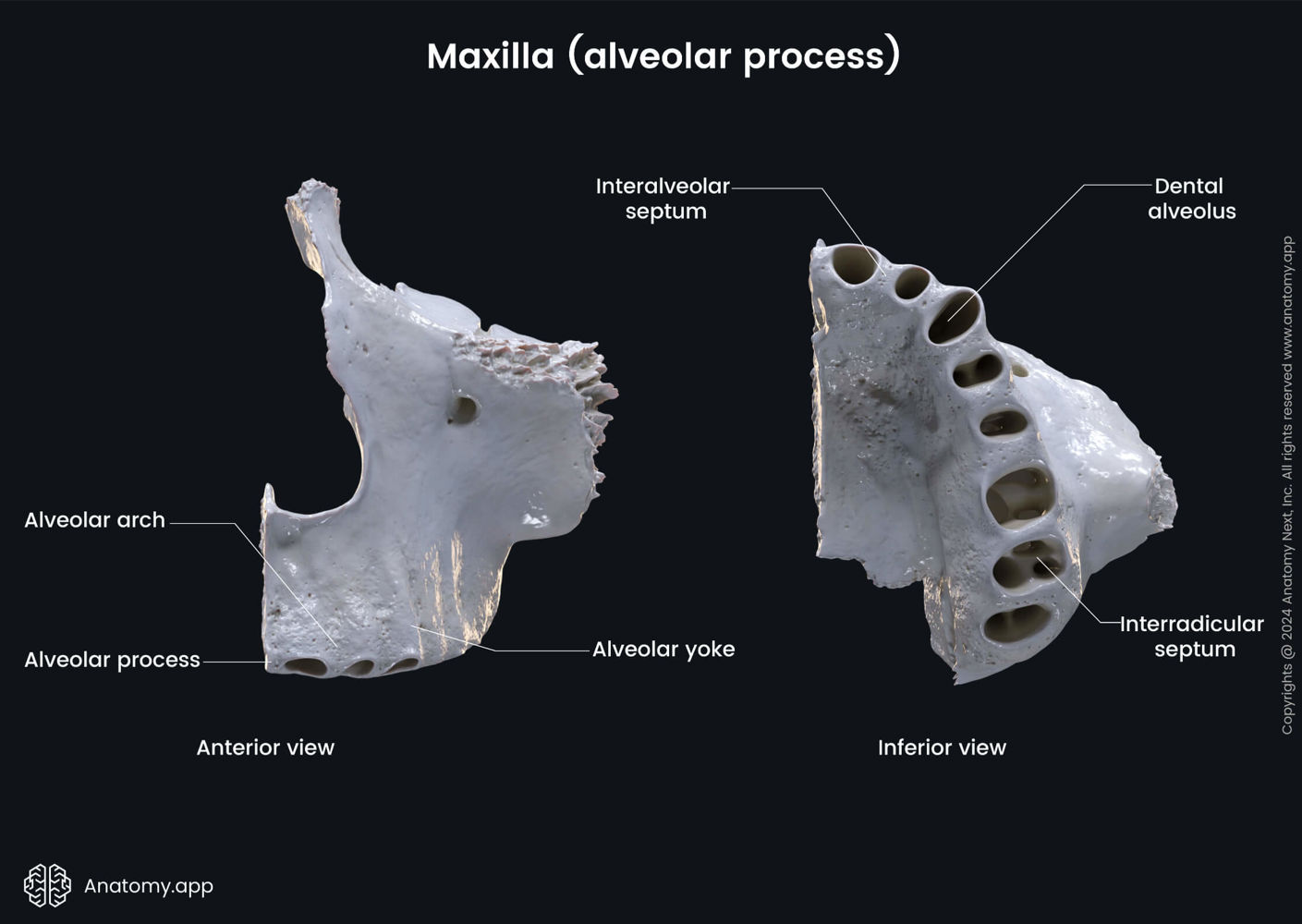 Maxilla | Anatomy.app