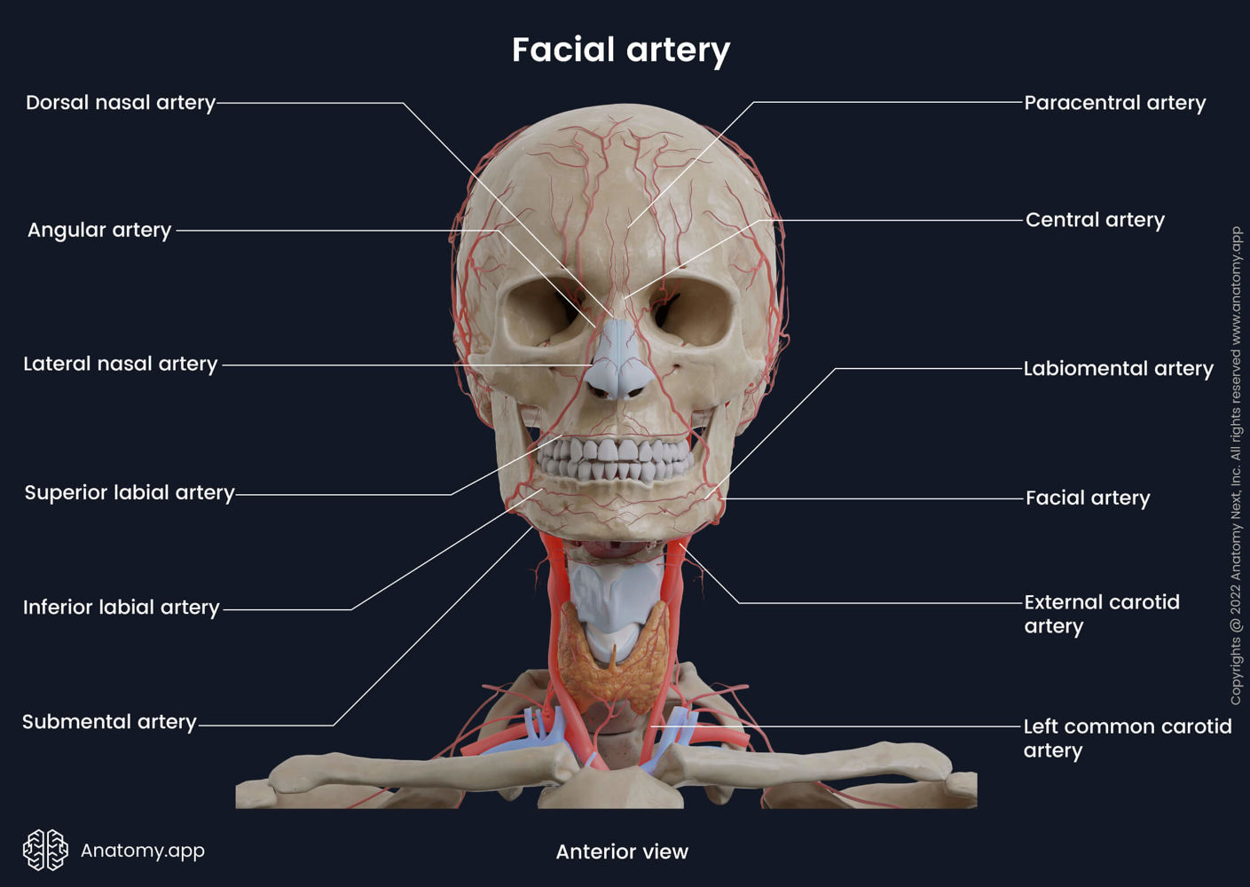 Angular artery | Anatomy.app
