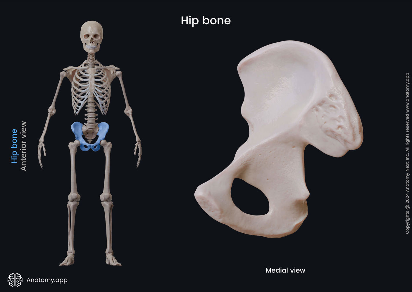 Hip Bone Anatomy