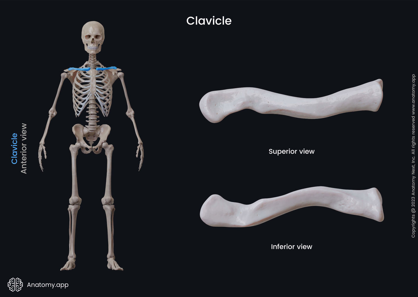 Clavicle | Anatomy.app