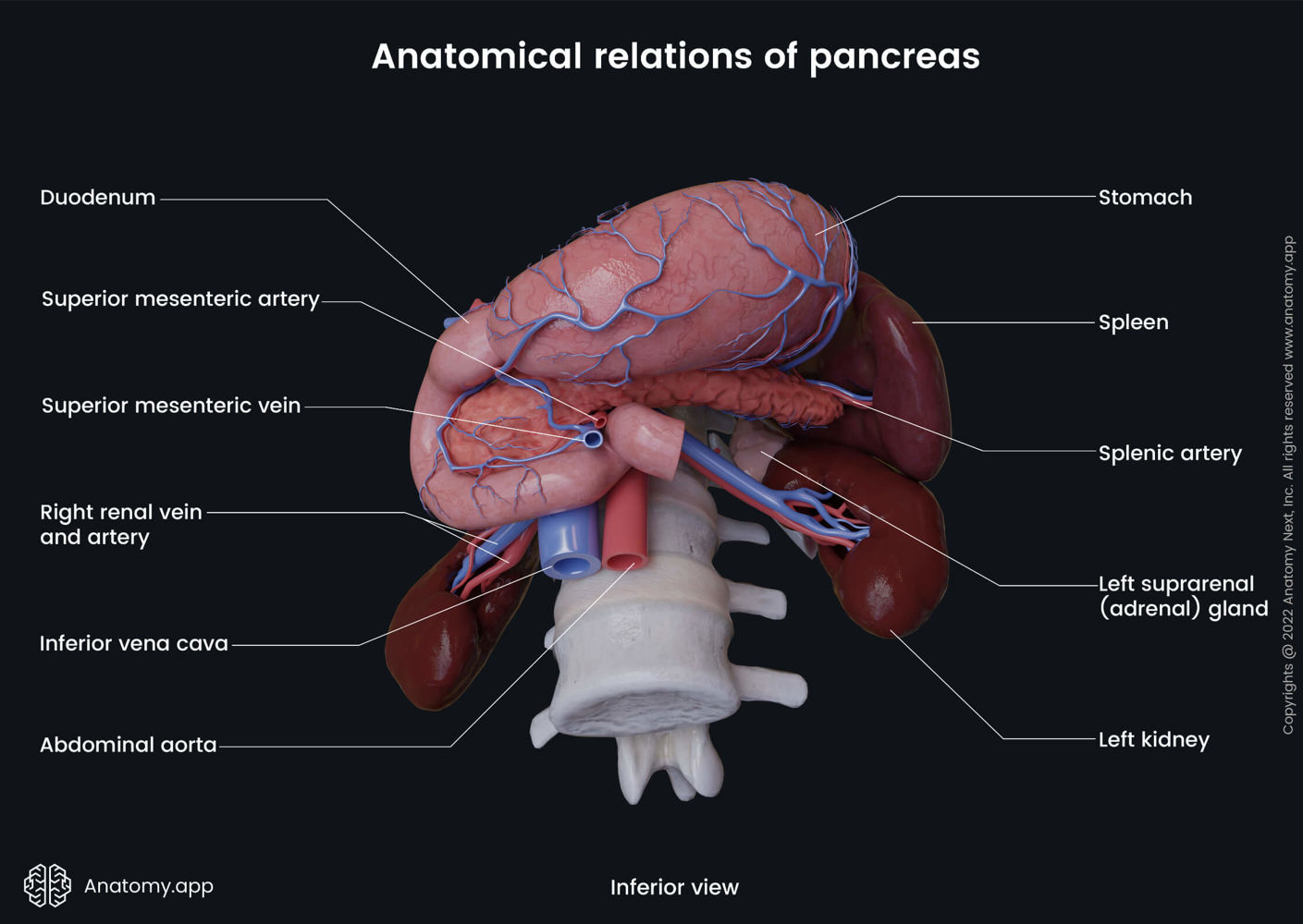 Pancreas | Anatomy.app