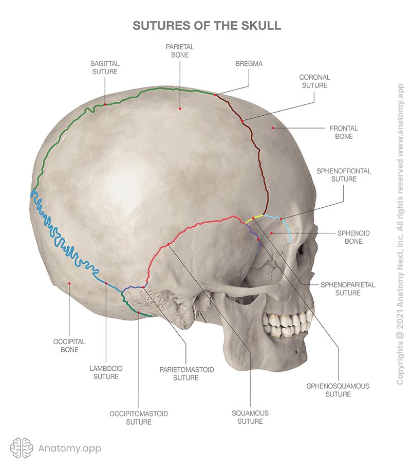 Sutures of skull | Anatomy.app