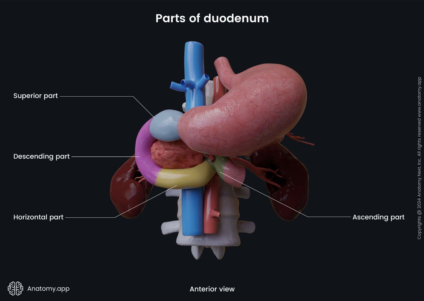 Duodenum | Anatomy.app