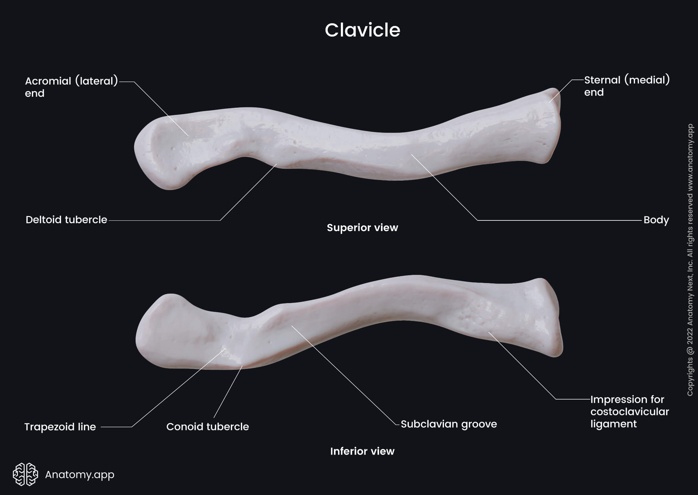 Clavicle | Encyclopedia | Anatomy.app | Learn anatomy | 3D models ...