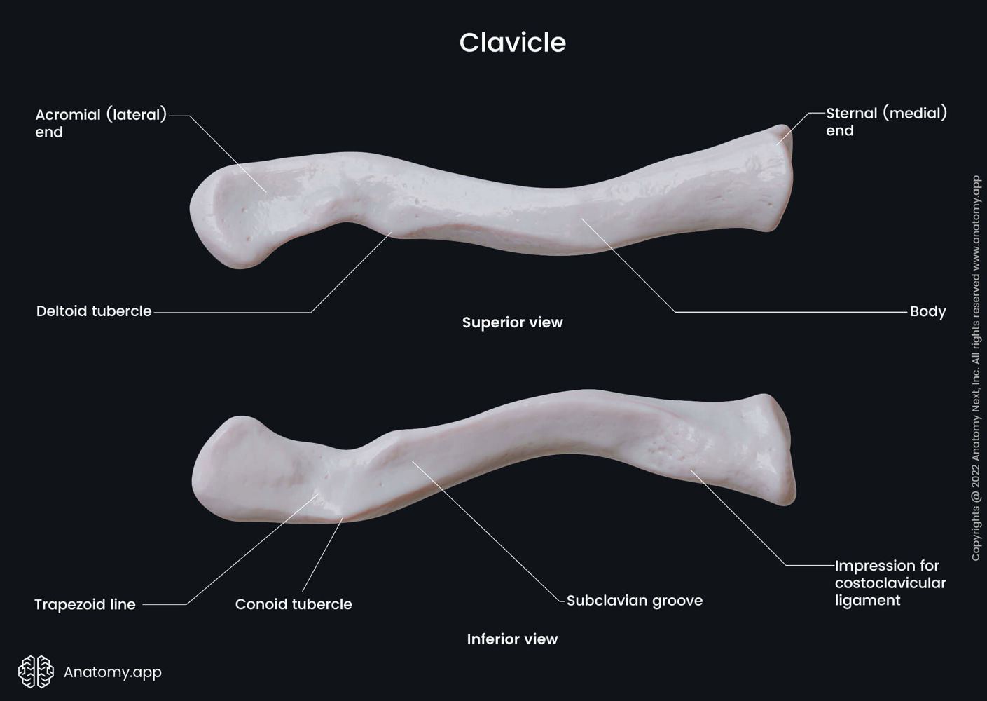 Clavicle | Anatomy.app