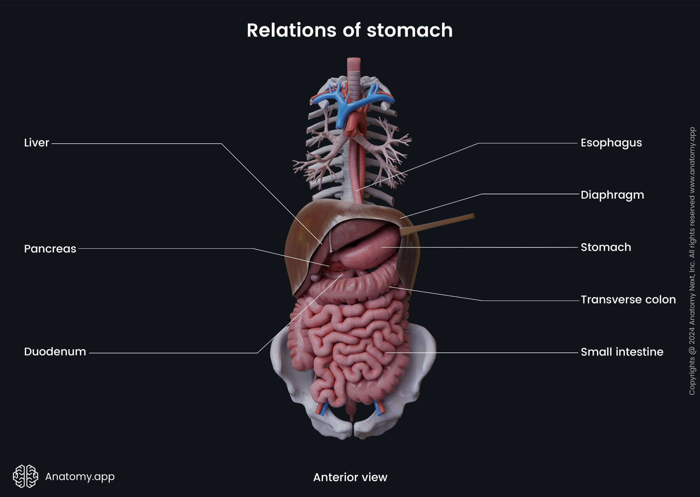Stomach | Encyclopedia | Anatomy.app | Learn anatomy | 3D models ...