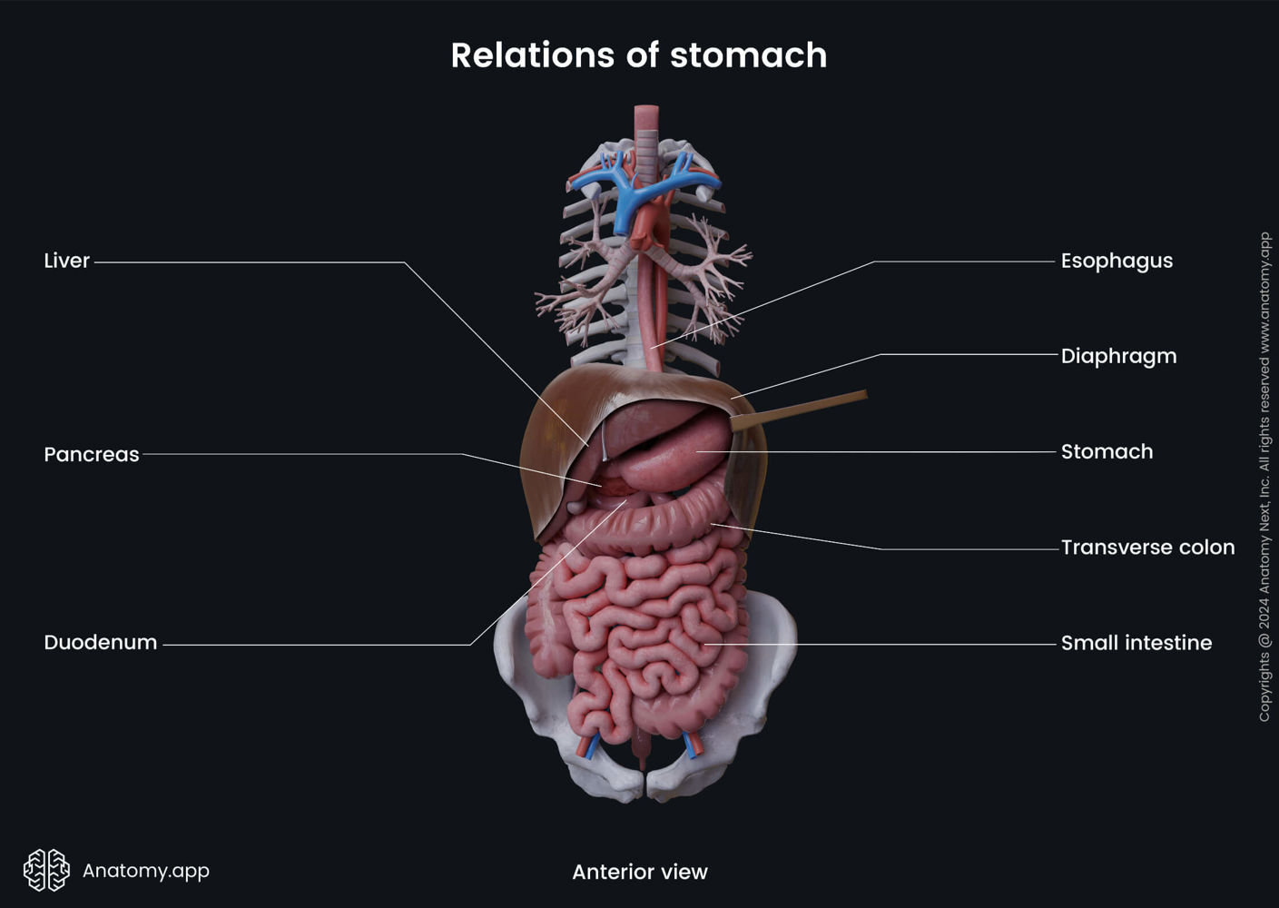 Stomach | Anatomy.app