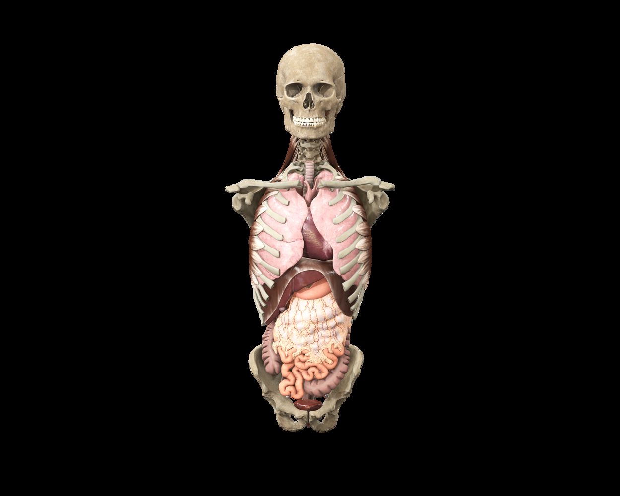 Understanding Human anatomy: What is it? Types of anatomy, and how to ...