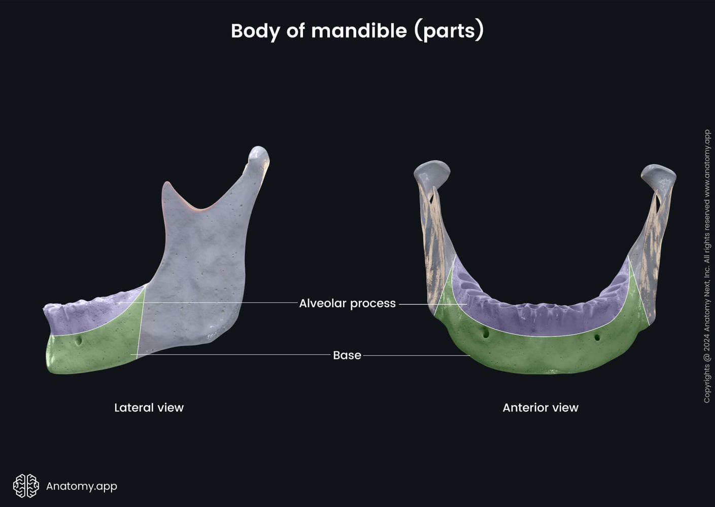 Mandible | Anatomy.app