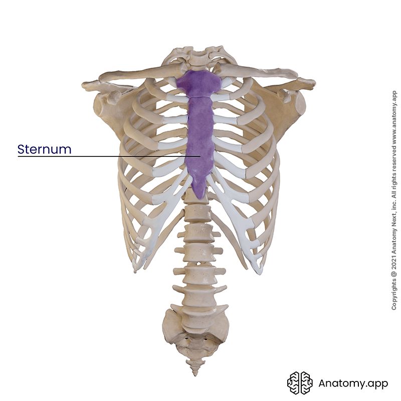 Rib cage | Anatomy.app